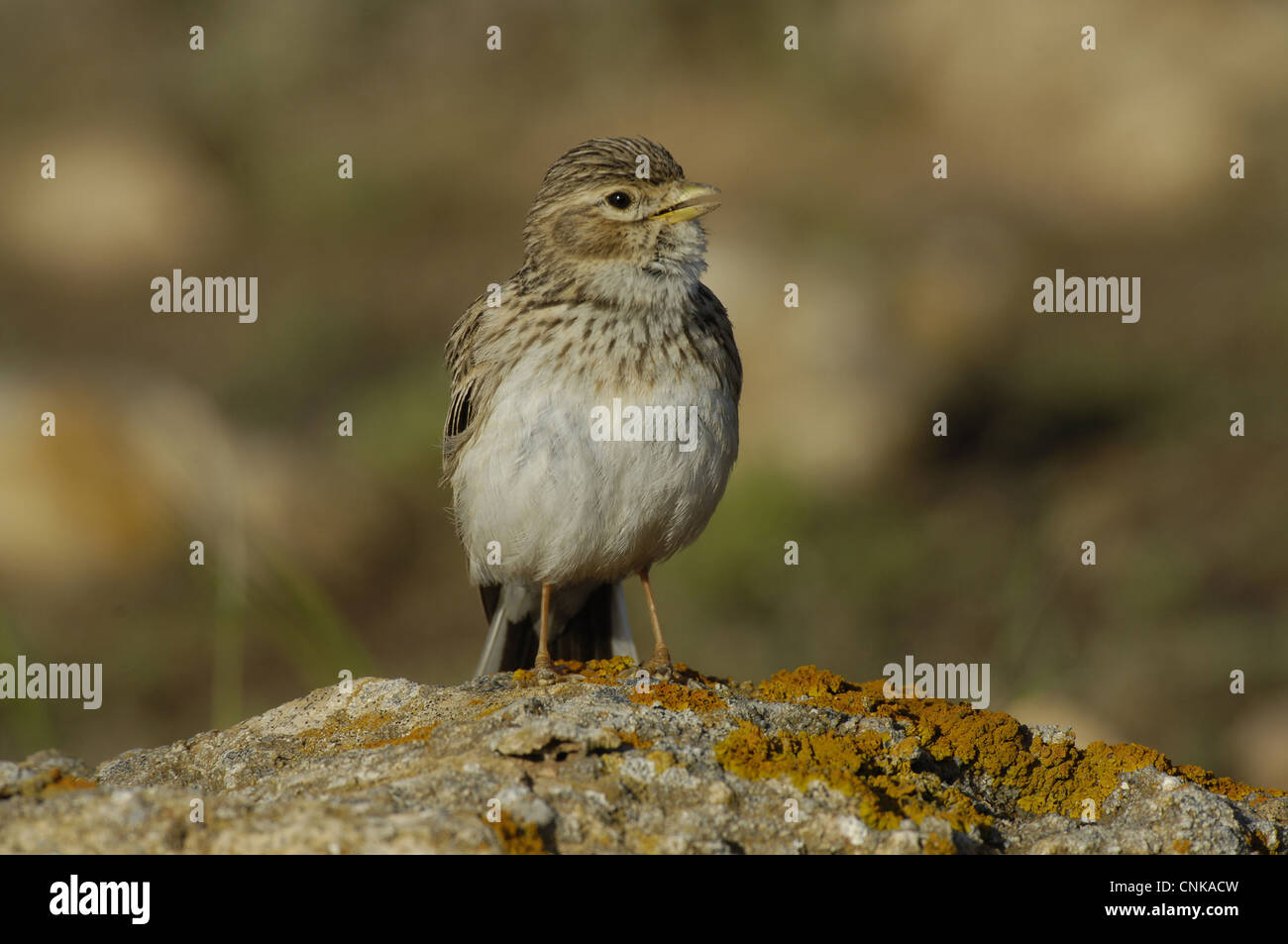 Lesser Short-toed Lark Calandrella rufescens polatzeki adult male ...