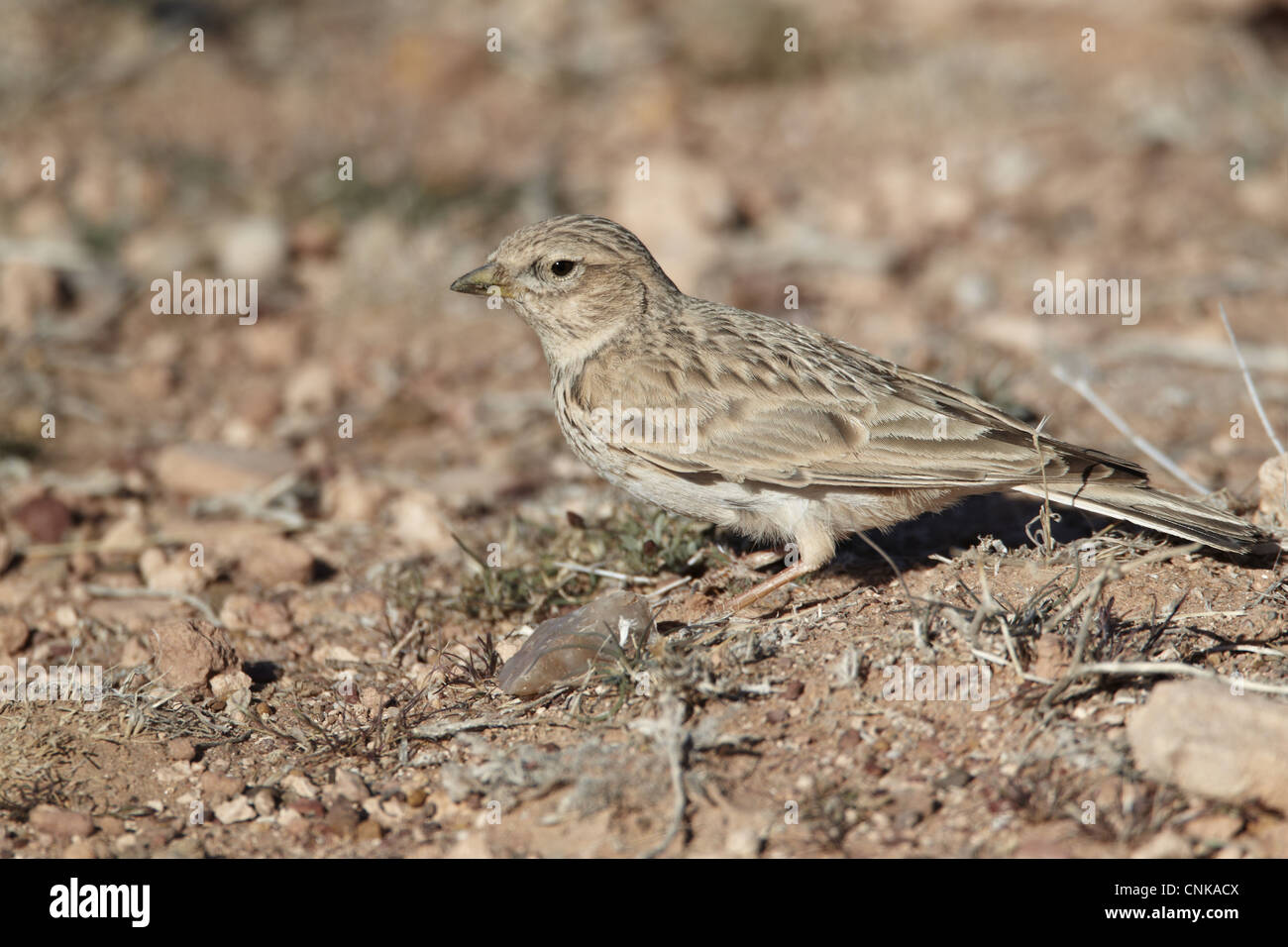 Lesser Short-toed Lark (Calandrella rufescens) adult, standing on ...
