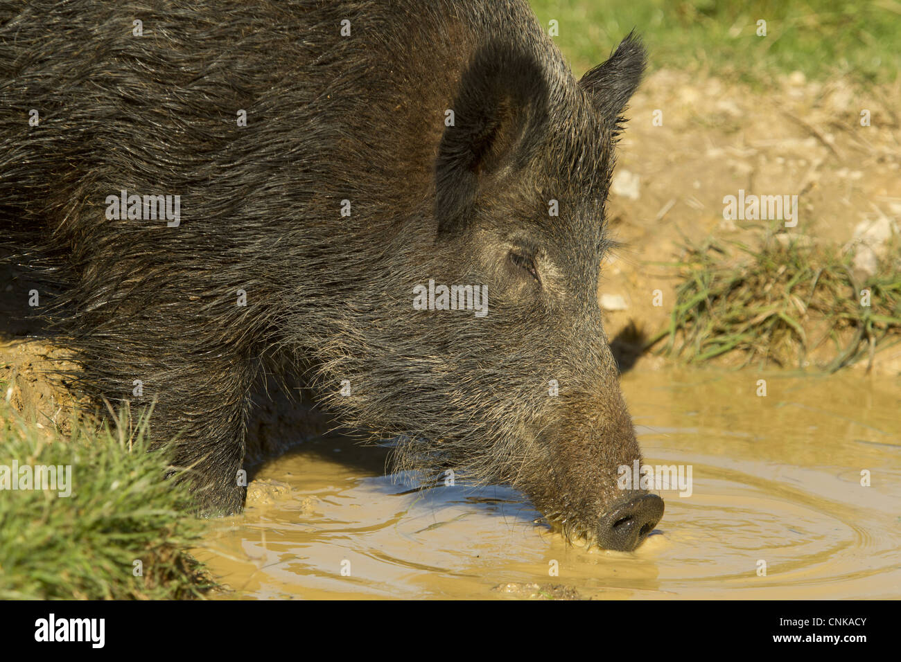 Young boar england hi-res stock photography and images - Alamy