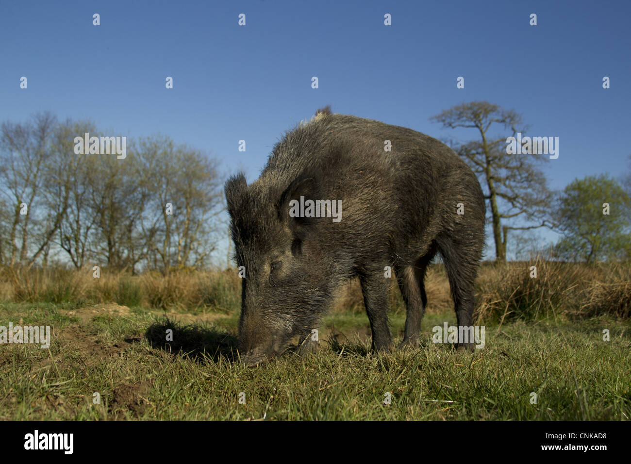 Wild pigs rooting hi-res stock photography and images - Alamy