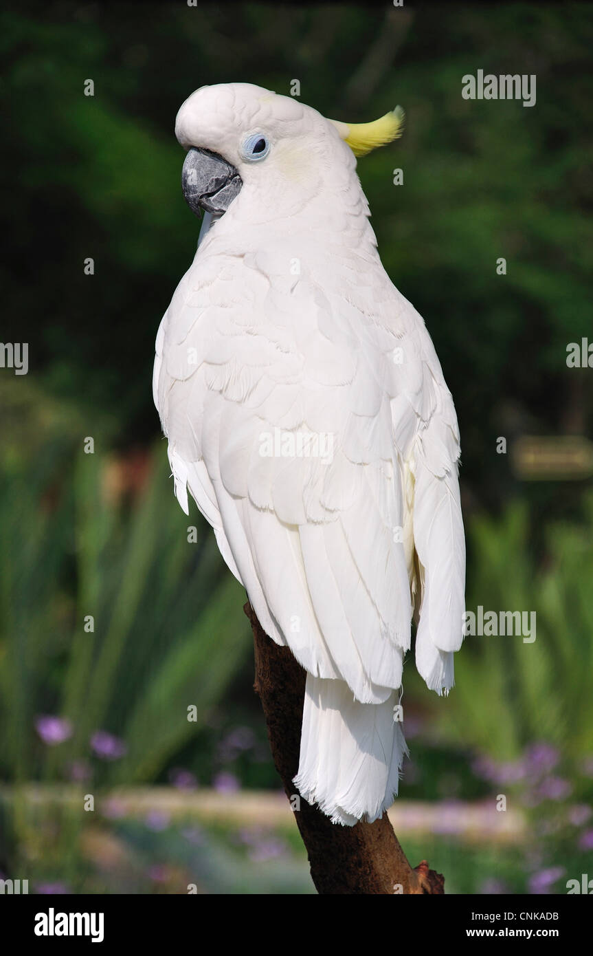 Gauteng garden bird hi-res stock photography and images - Alamy