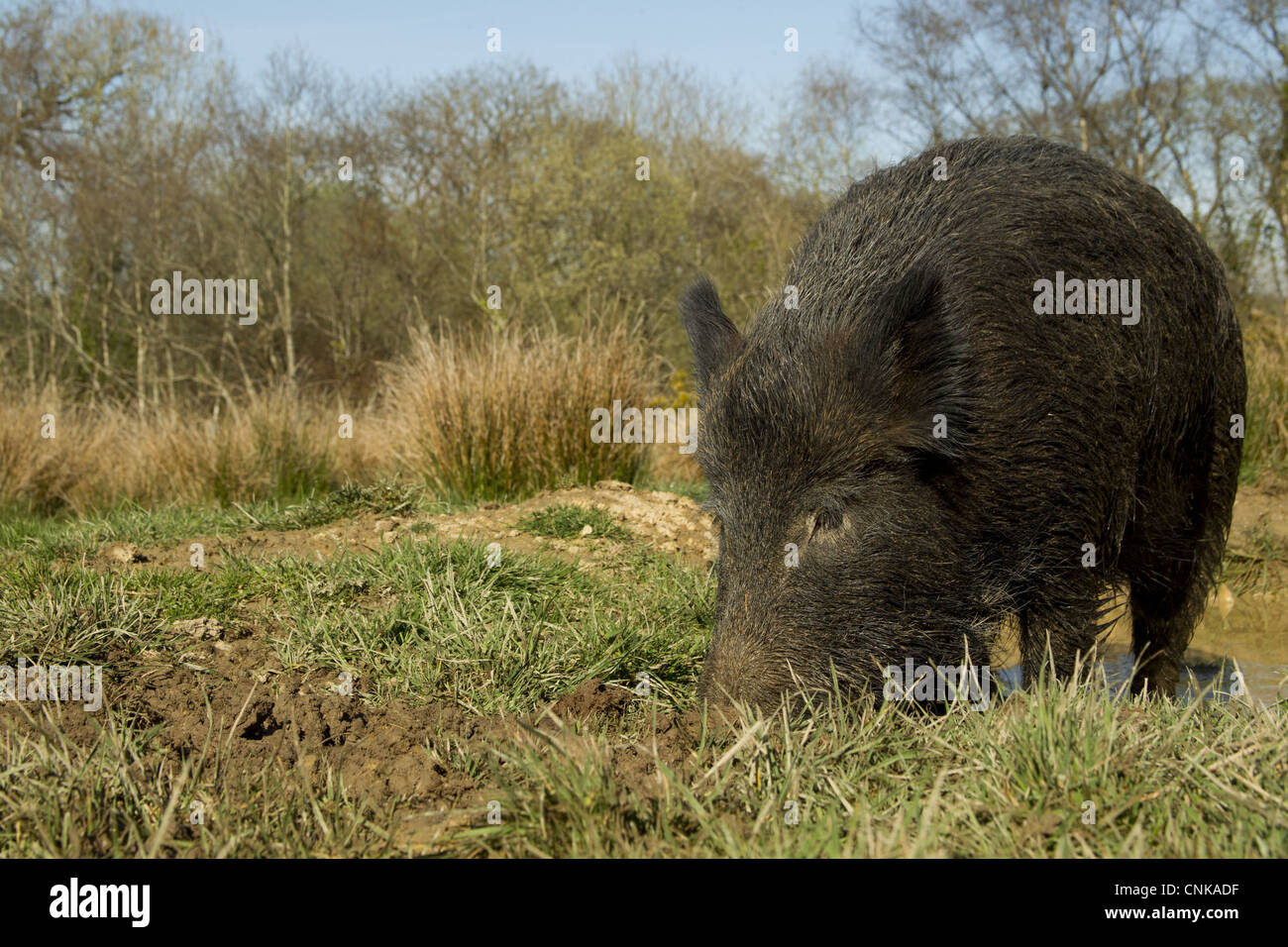 Young boar england hi-res stock photography and images - Alamy