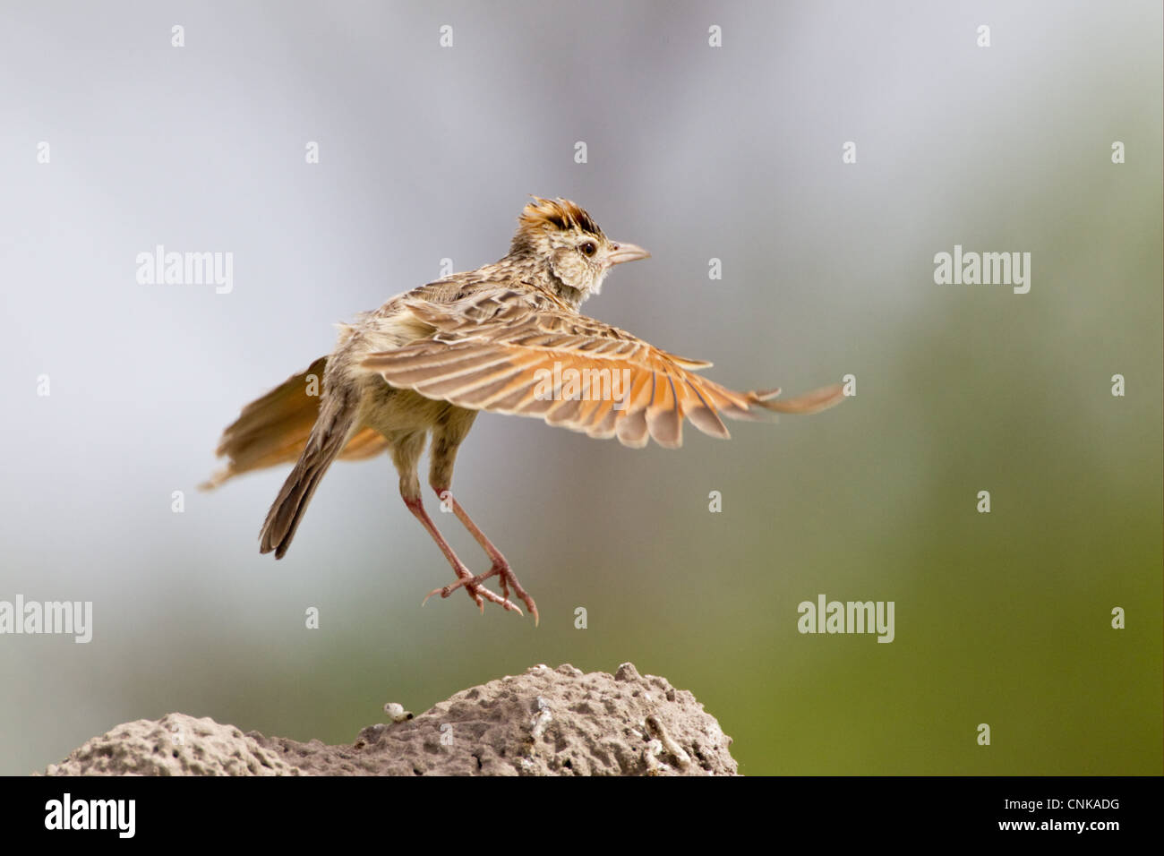 Flying lark hi-res stock photography and images - Alamy