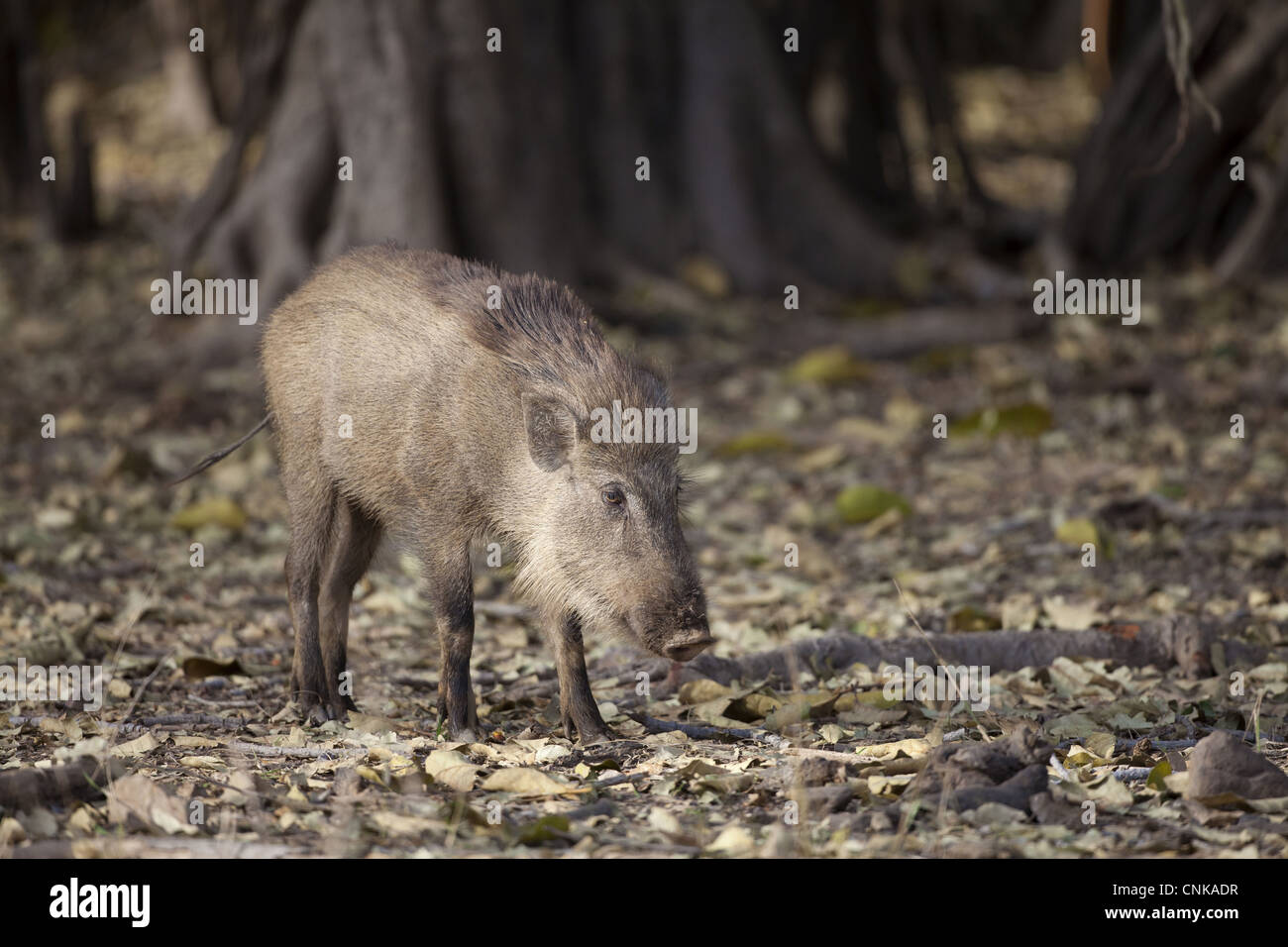 Indian Wild Boar (Sus scrofa cristatus) adult, standing in forest ...