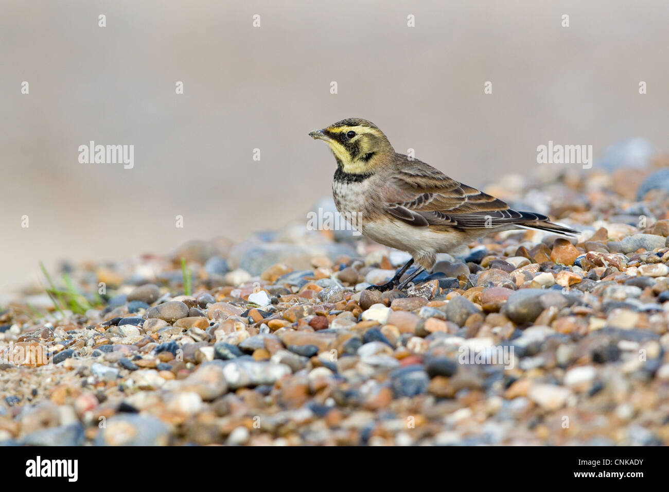 Sea lark hi-res stock photography and images - Alamy