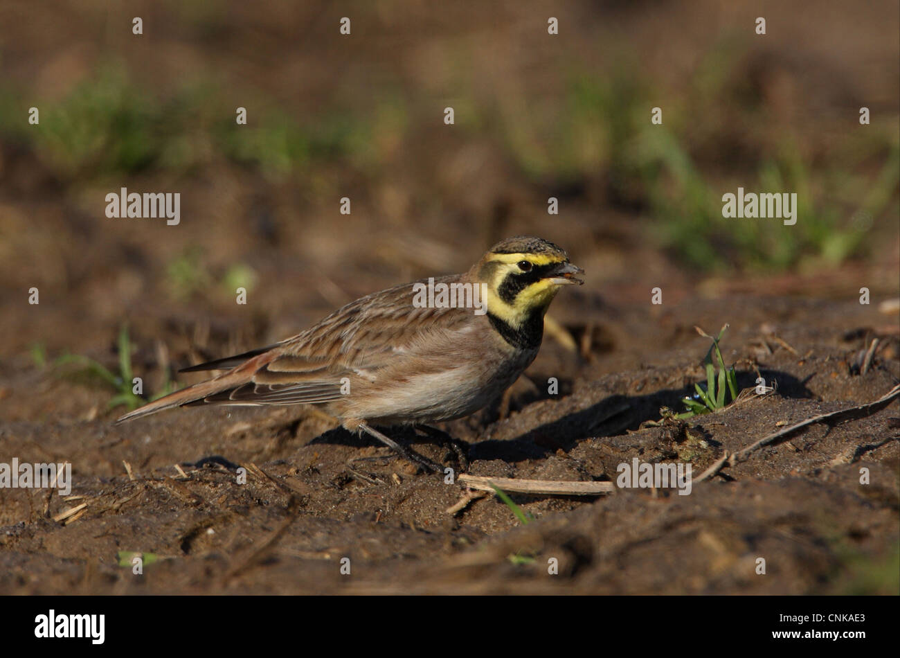 Shore lark uk hi-res stock photography and images - Alamy