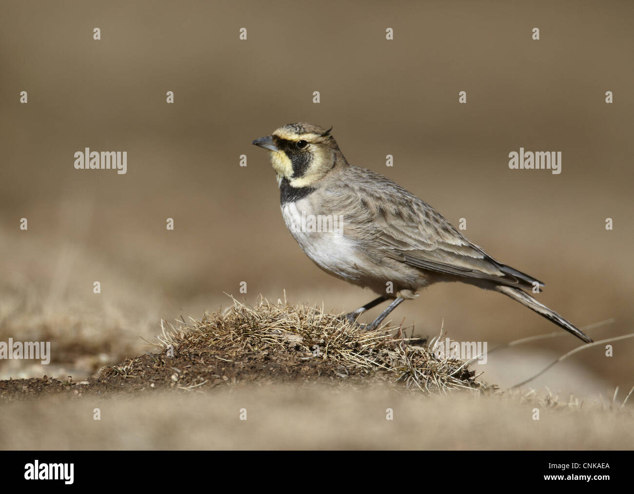 Shore Lark (Eremophila alpestris) adult, standing on ground, Oukaimeden ...