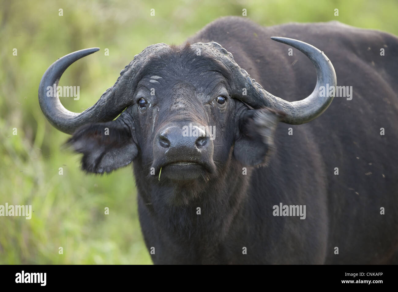 African Buffalo (Syncerus caffer) adult, close-up of head, flicking ...