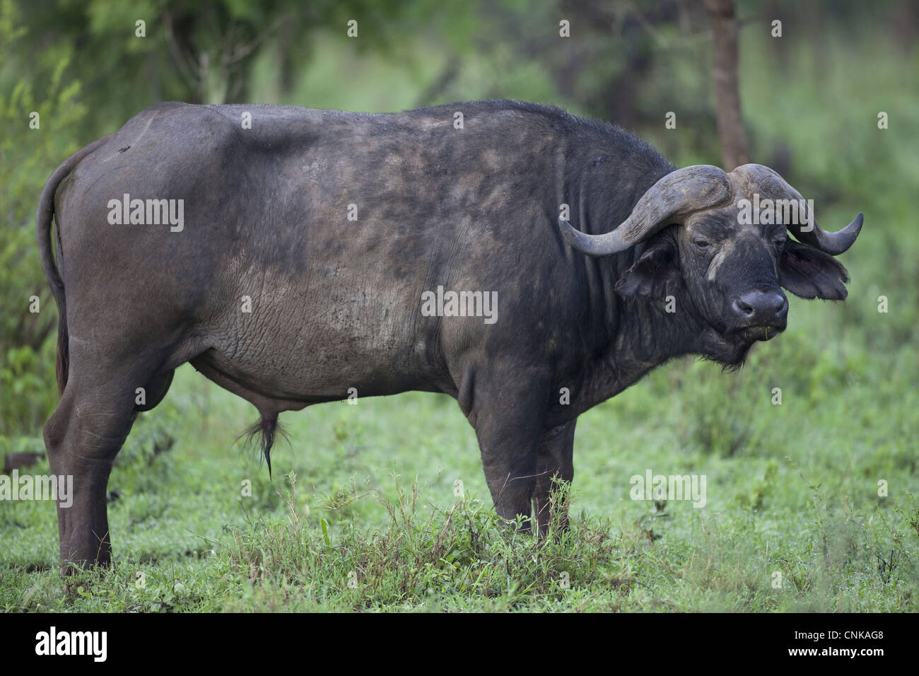 African Buffalo (Syncerus caffer) adult male, standing, Serengeti N.P ...