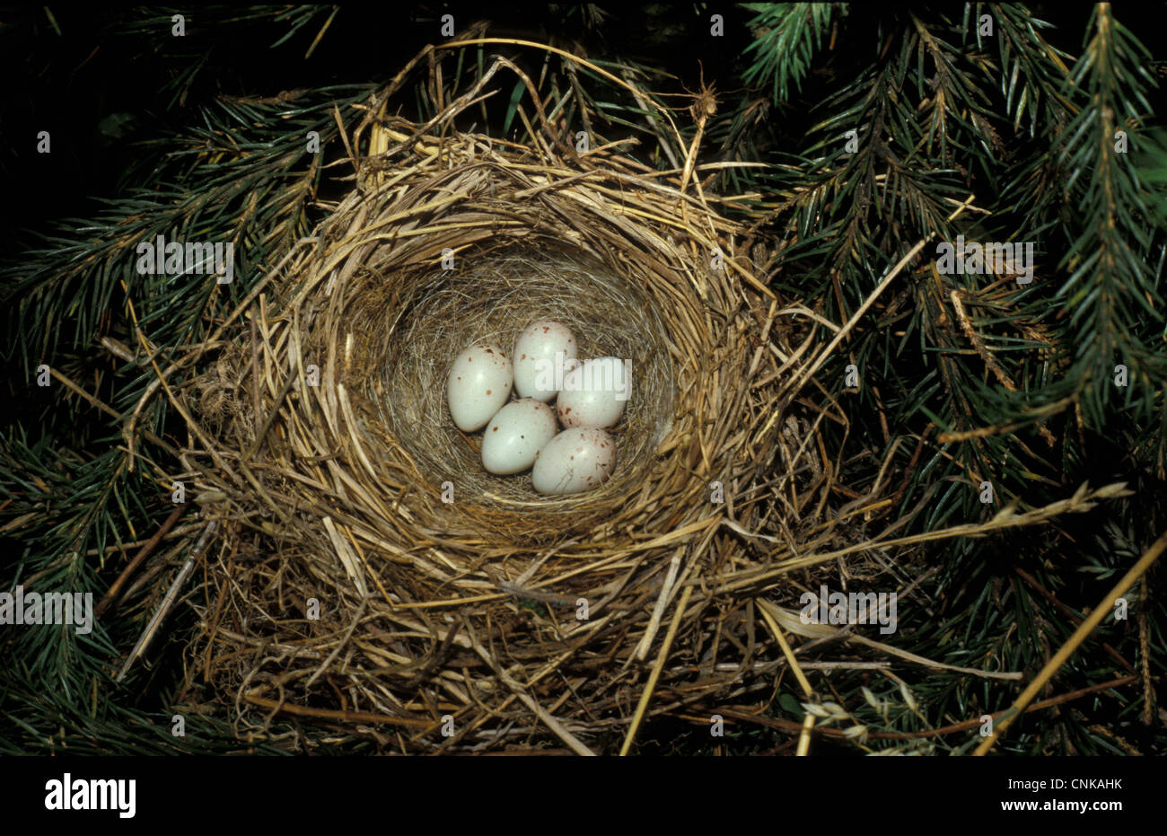 Nest with five eggs hi-res stock photography and images - Alamy