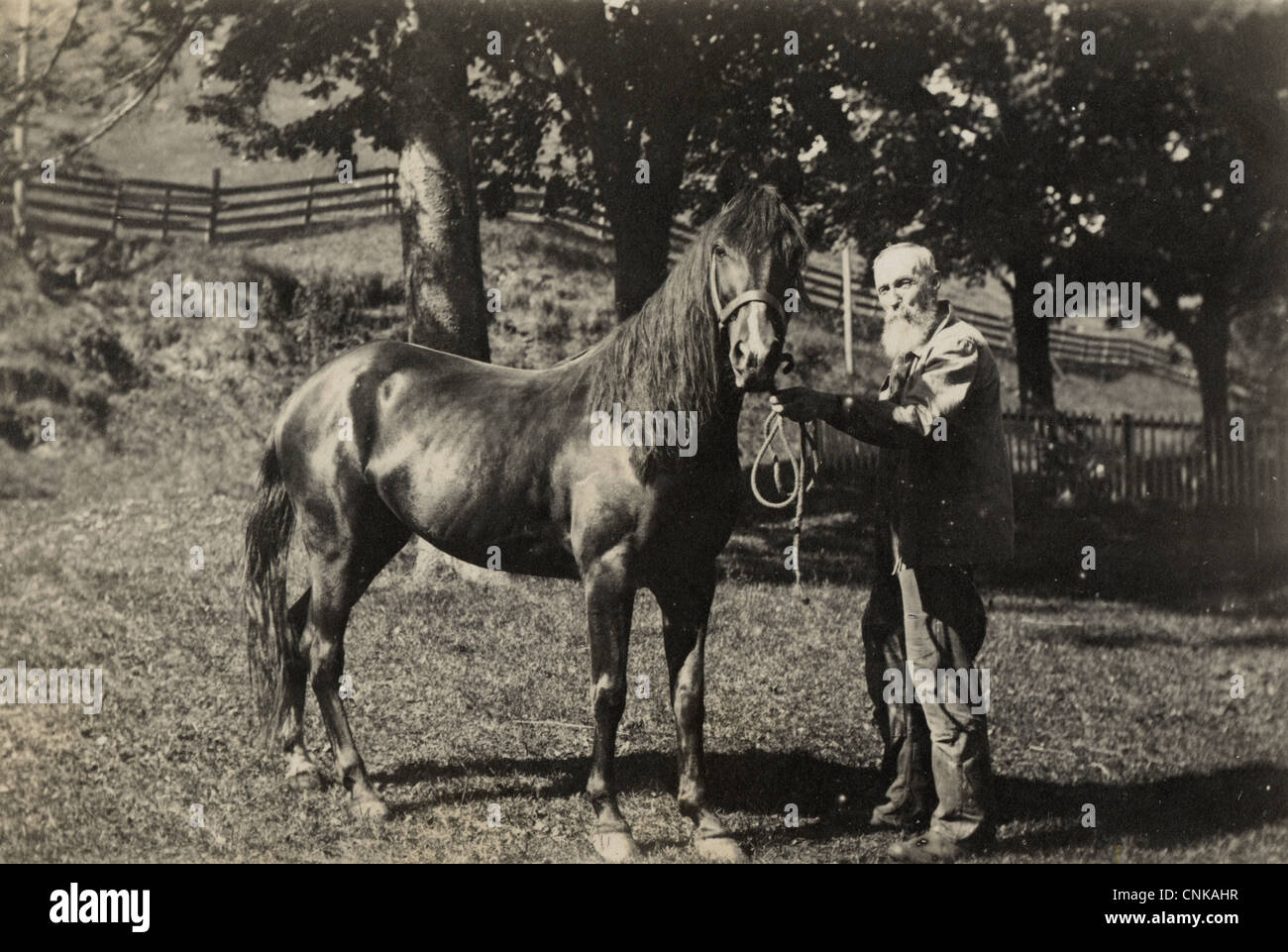 Bearded Old Man Displaying His Prize Horse Stock Photo - Alamy
