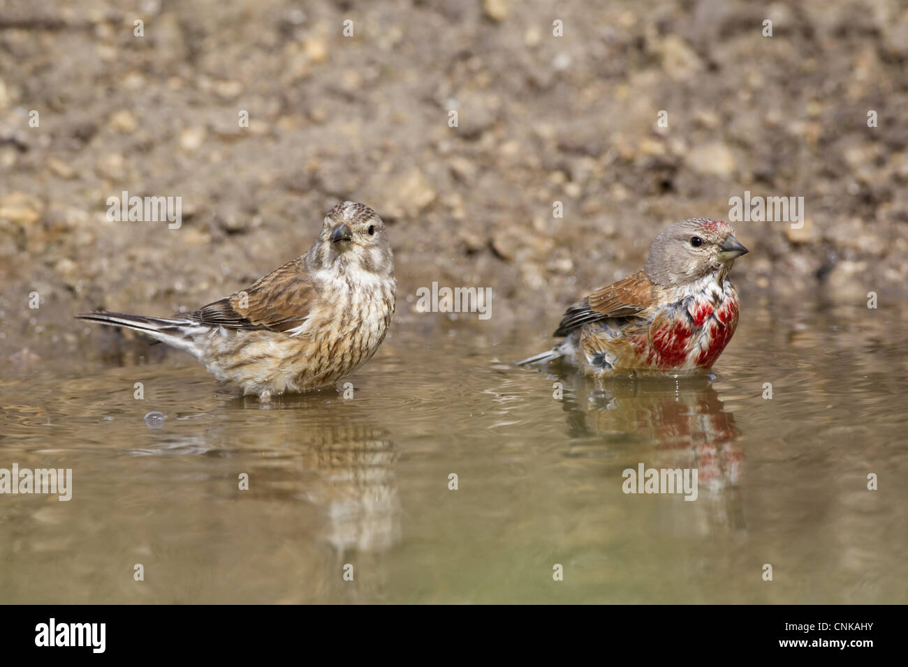 Common linnet male female hi-res stock photography and images - Alamy