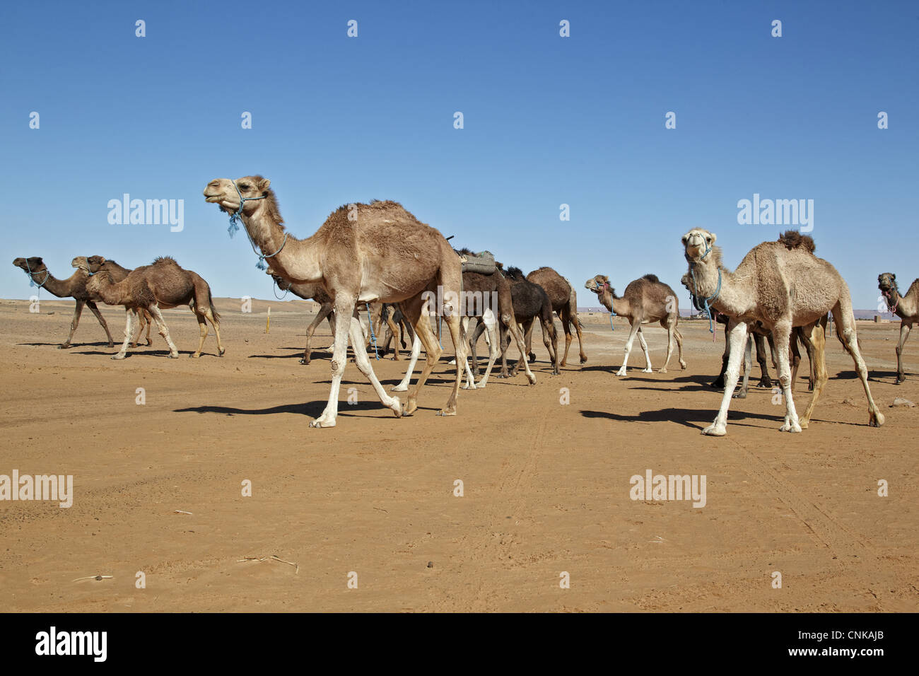 Dromedary Camel (Camelus dromedarius) adults, herd walking in desert ...