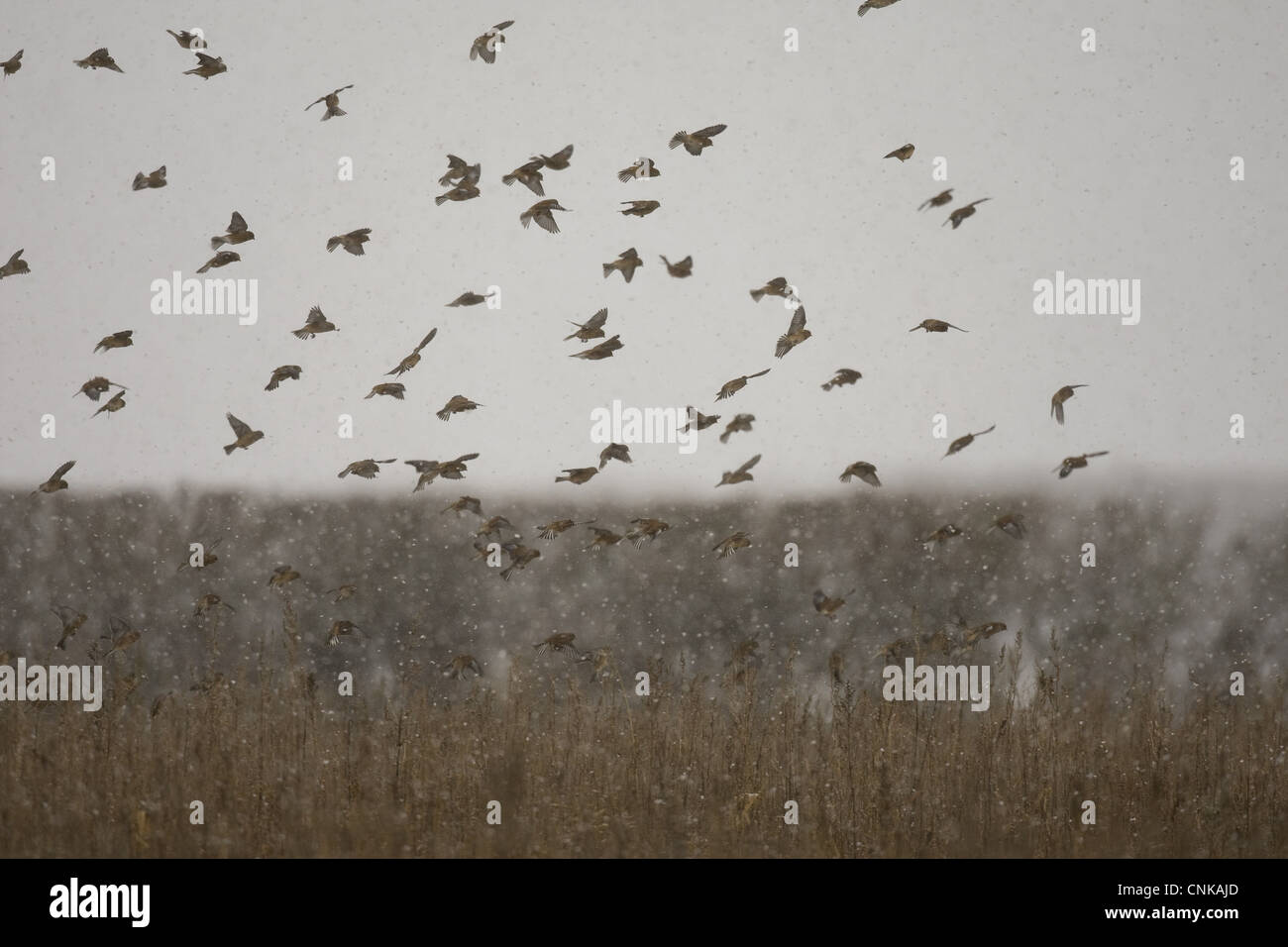 Flock Of Linnets High Resolution Stock Photography and Images - Alamy