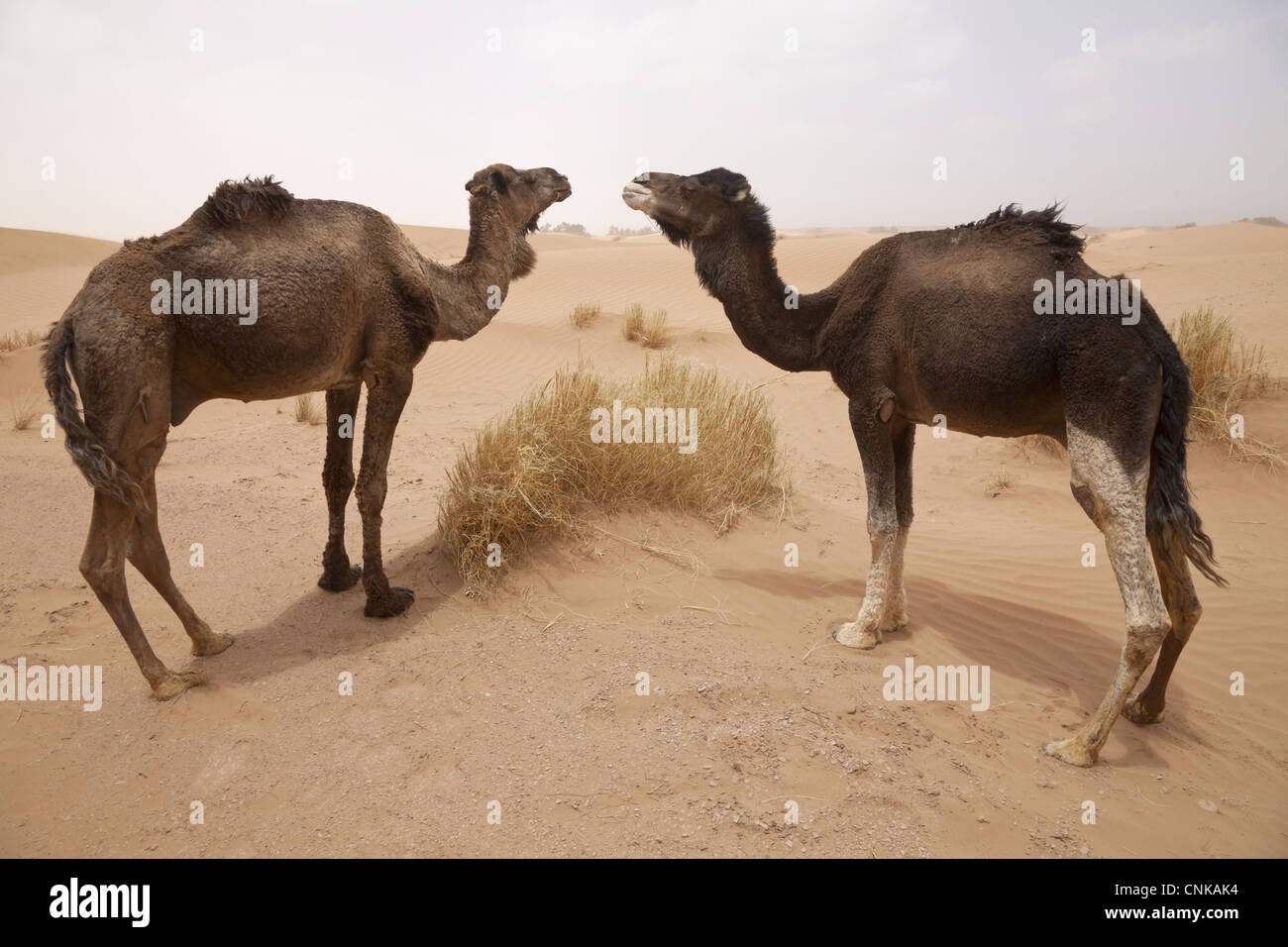 Dromedary Camel (Camelus dromedarius) two adults, standing on desert ...