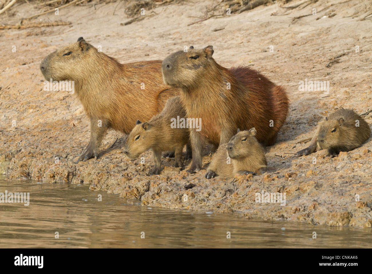 Capybara (Hydrochaerus hydrochaeris) adults with young, resting on ...