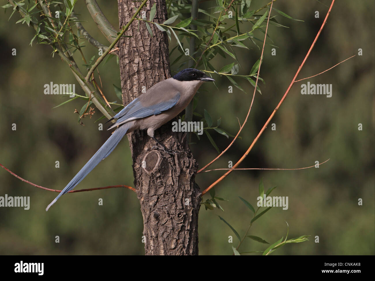 Azure winged magpies cyanopica cyana hi-res stock photography and ...