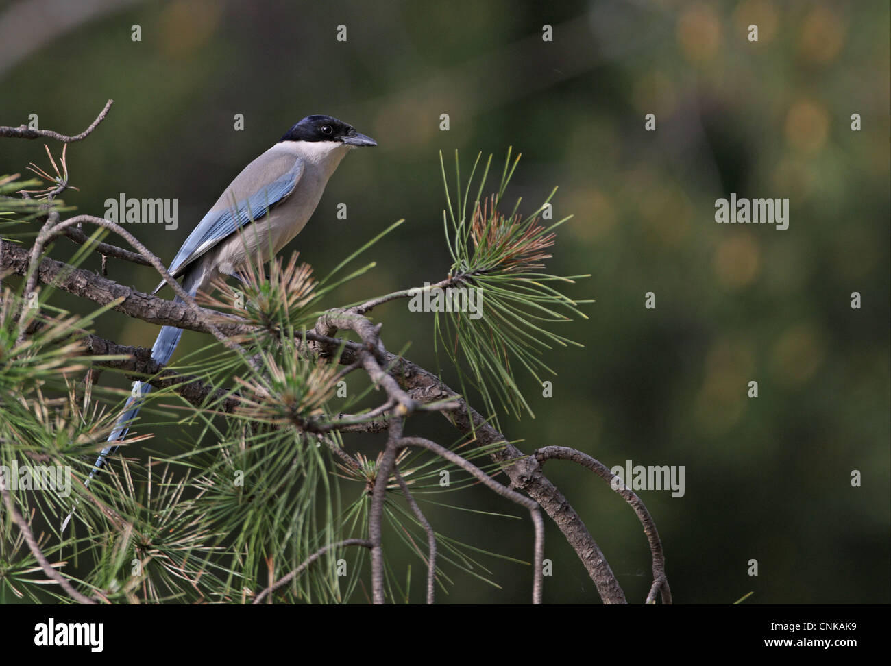 Azure-winged Magpie (Cyanopica cyana) adult, perched on pine tree ...