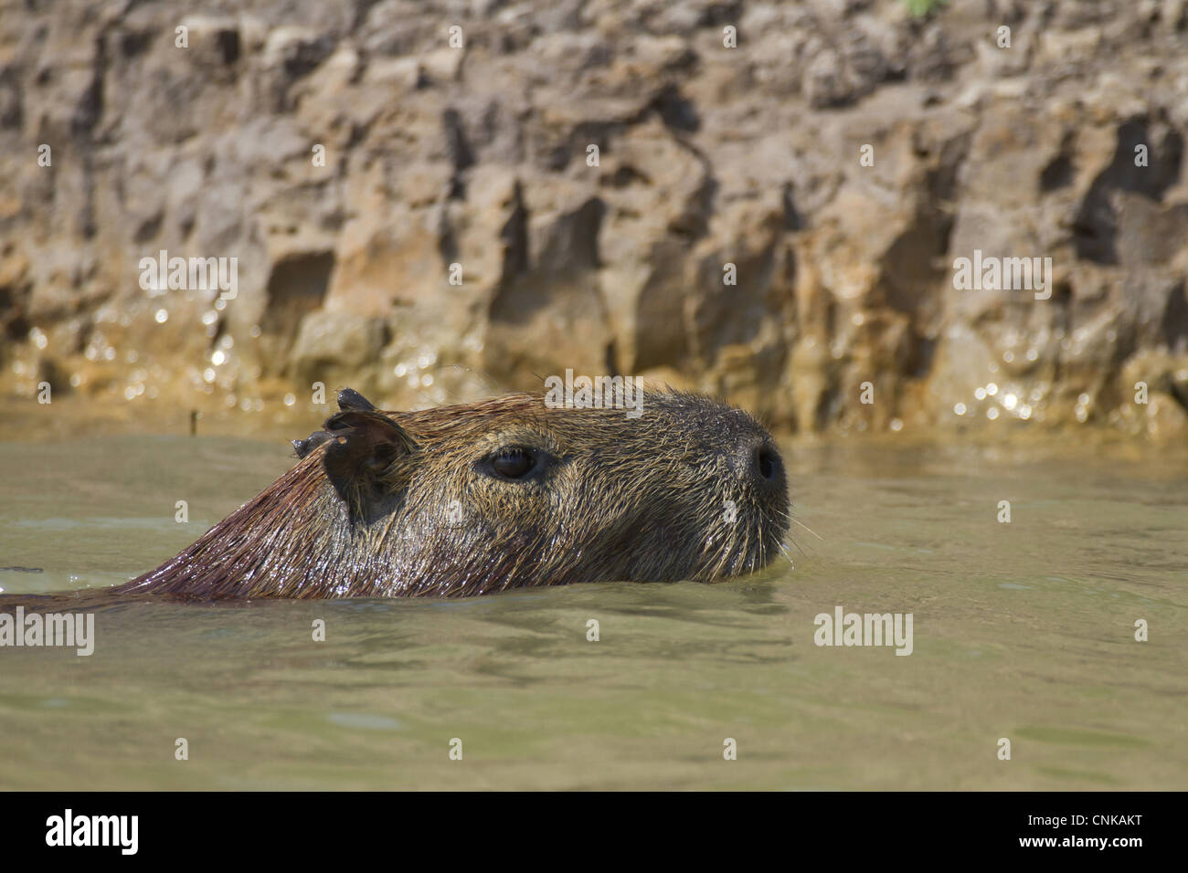 Capybara (Hydrochaerus hydrochaeris) adult, swimming, close-up of head ...