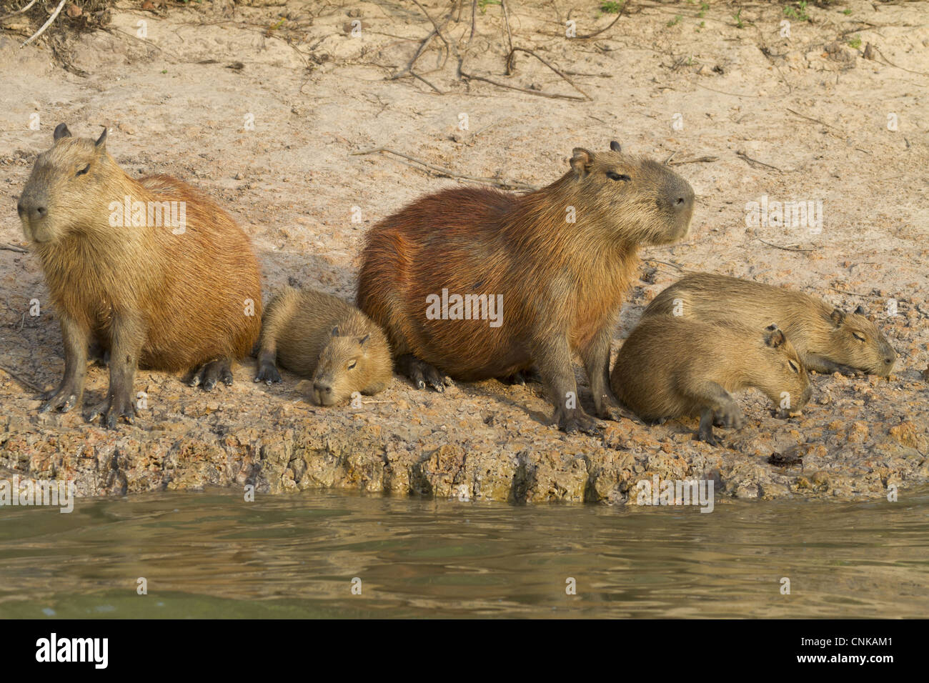 Capybara baby hi-res stock photography and images - Alamy
