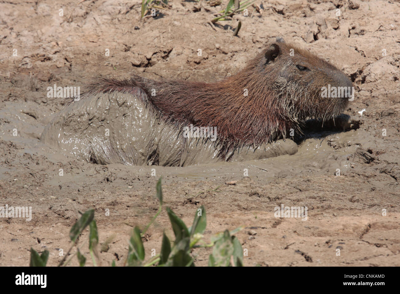 Capybara Hydrochaerus hydrochaeris adult wallowing mud keeping cool end ...