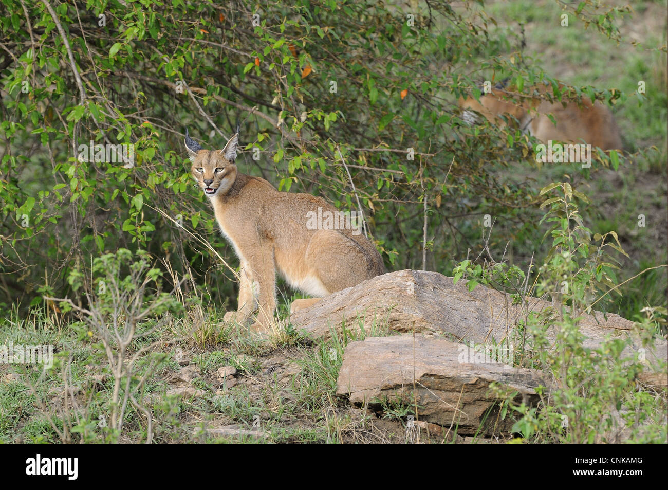 Asian caracal hi-res stock photography and images - Alamy