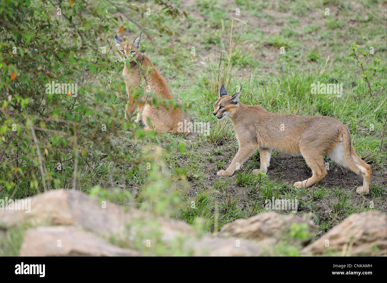 Asian caracal hi-res stock photography and images - Alamy