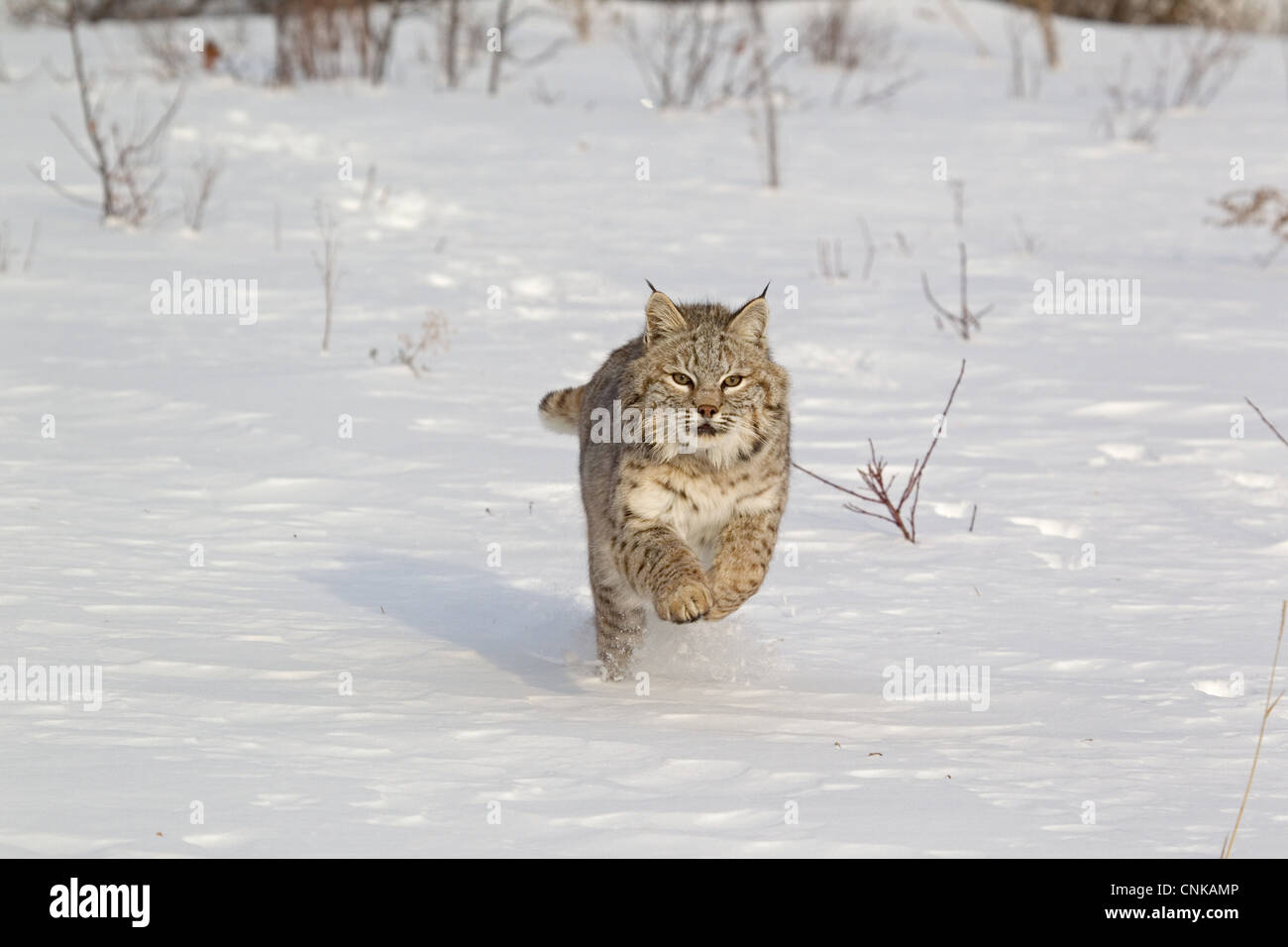 Bobcat (Lynx rufus) adult, running in snow, Montana, U.S.A., january ...