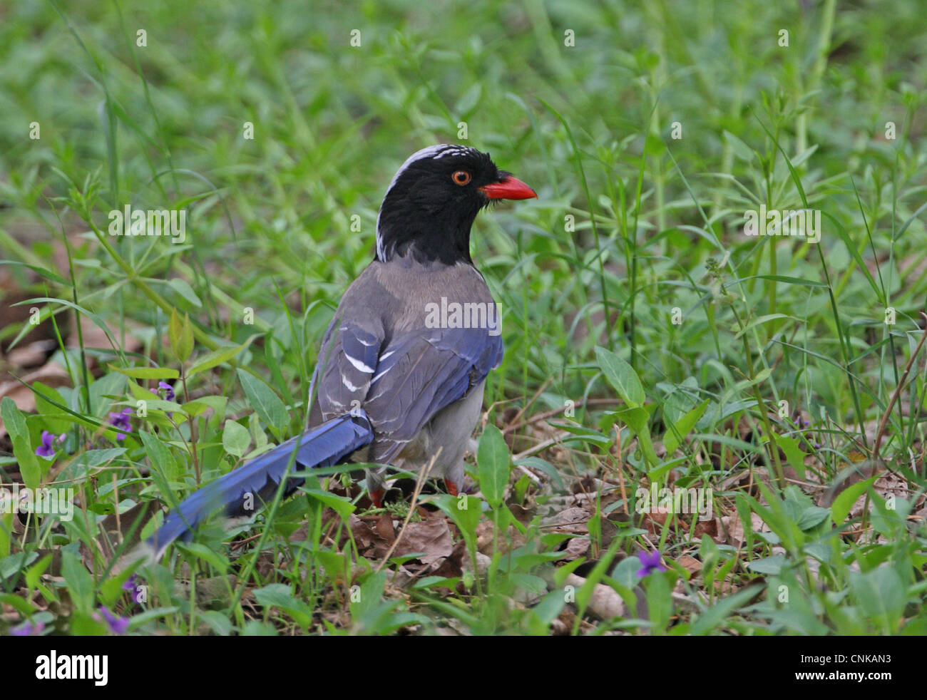Chinese red magpie hi-res stock photography and images - Alamy