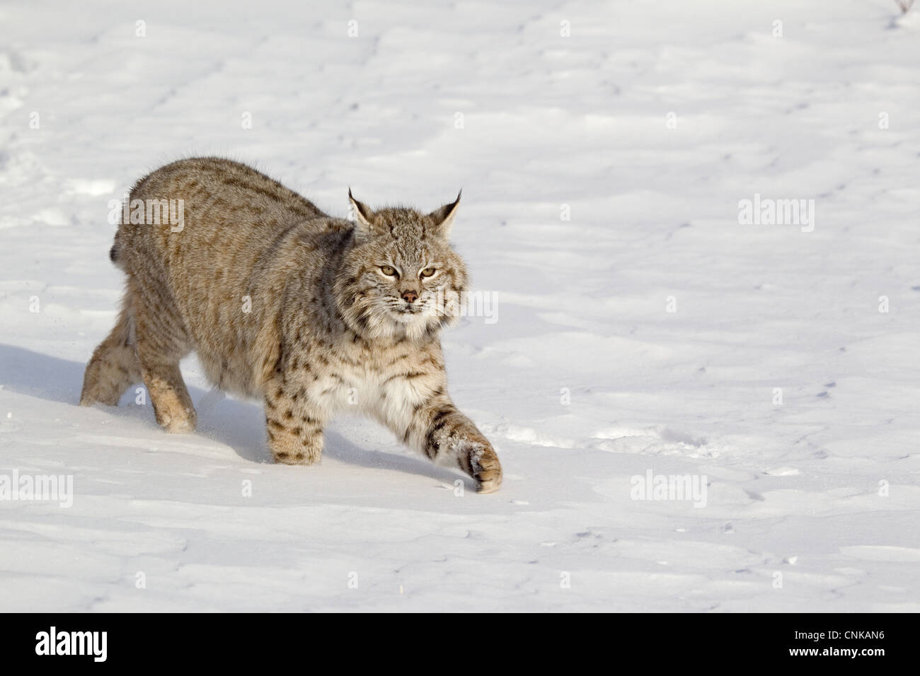Bobcat (Lynx rufus) adult, walking in snow, Montana, U.S.A., january ...