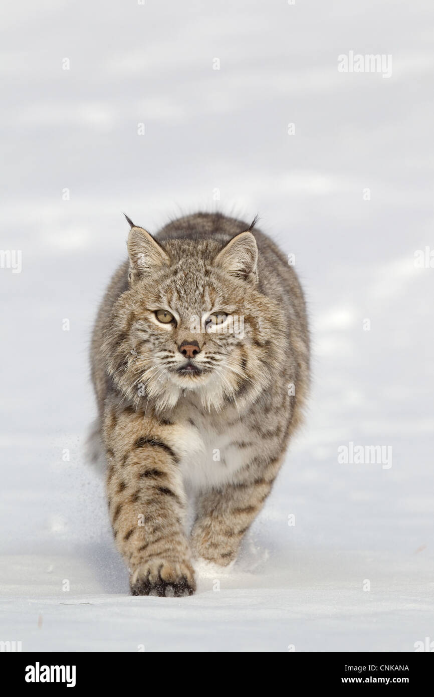 Bobcat (Lynx rufus) adult, walking in snow, Montana, U.S.A., january ...