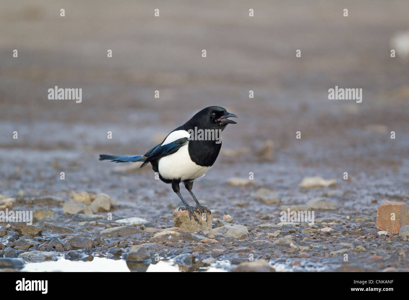 Magpie standing hi-res stock photography and images - Alamy