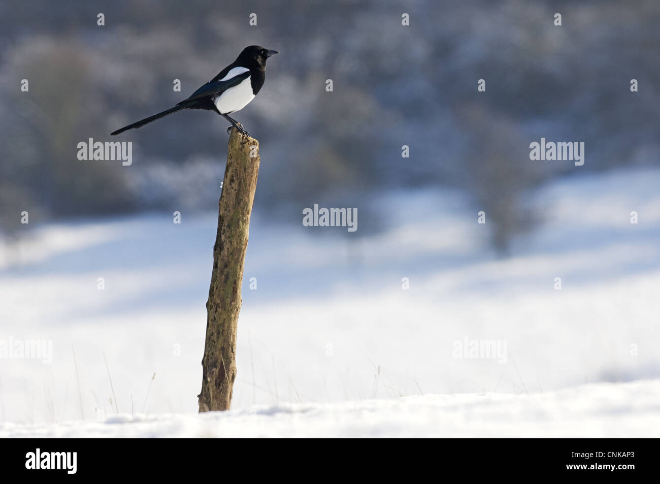 Magpie post uk hi-res stock photography and images - Alamy