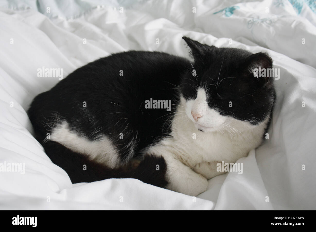 Domestic Cat, adult male, sleeping on bed, Suffolk, England, april ...