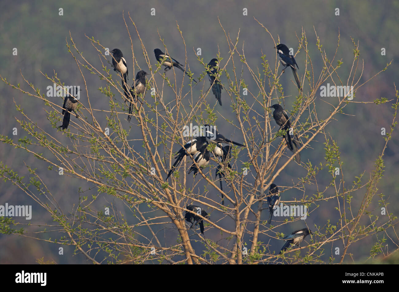 Common Magpie Pica pica sericea flock some sooty plumage entering ...