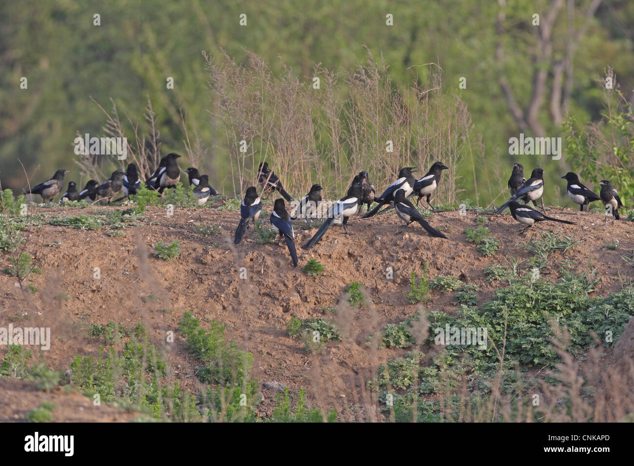 Magpie flock hi-res stock photography and images - Alamy