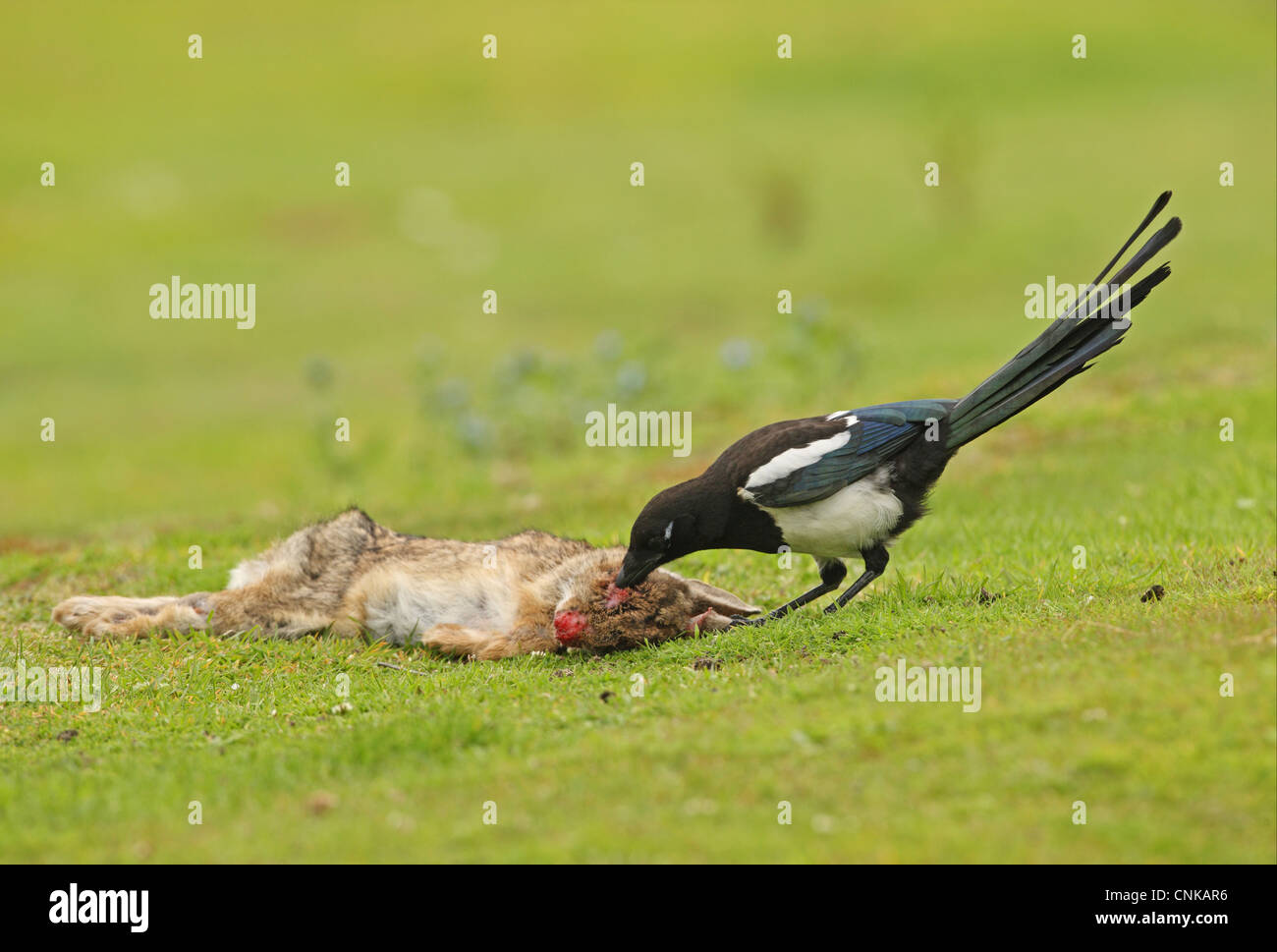 Common Magpie Pica pica juvenile feeding on European Rabbit Oryctolagus ...