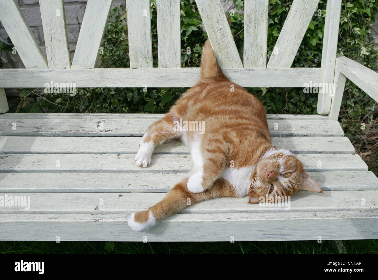 Domestic Cat, ginger and white tabby, adult, rolling on garden bench ...