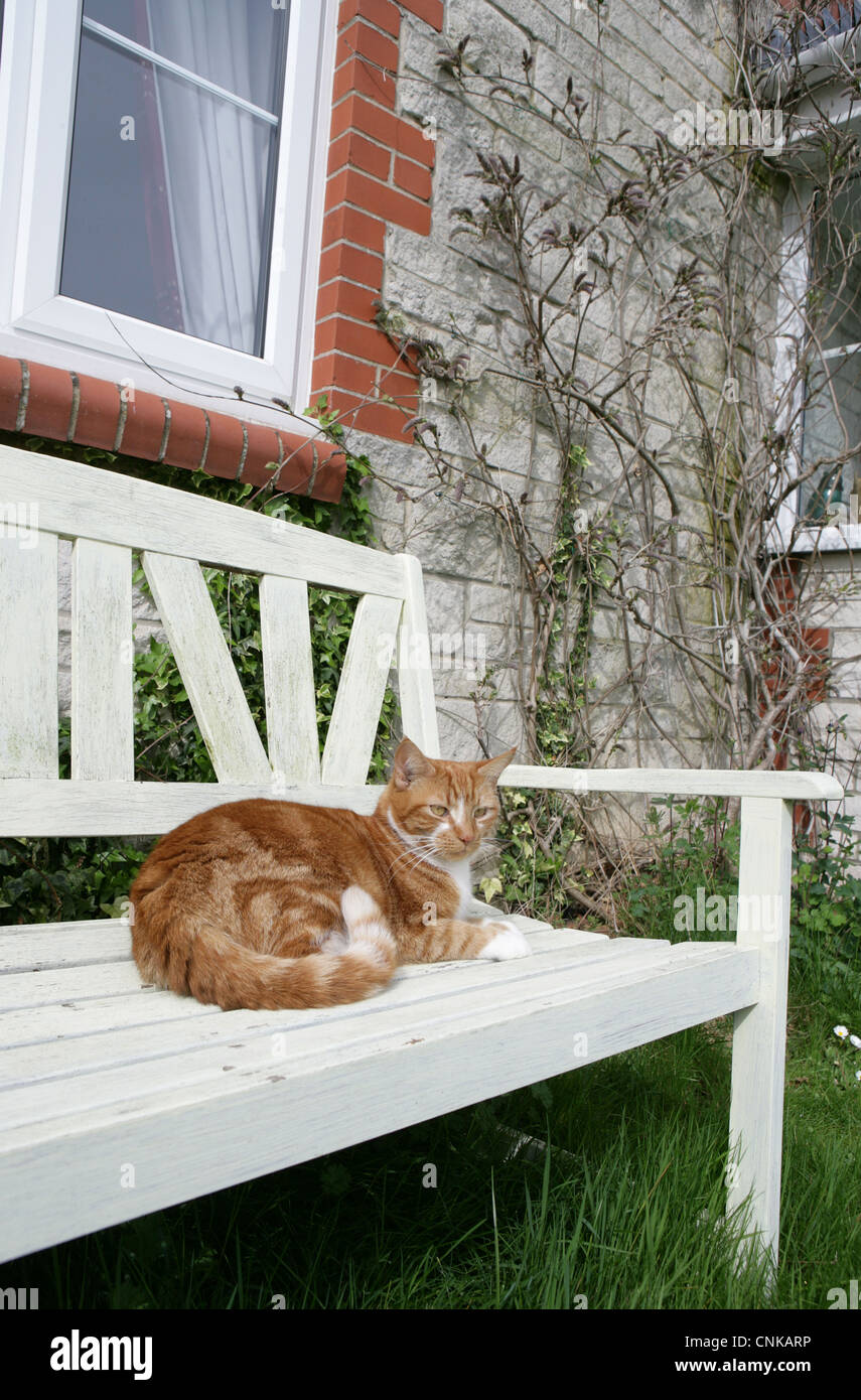 Domestic Cat, ginger and white tabby, adult, resting on garden bench ...