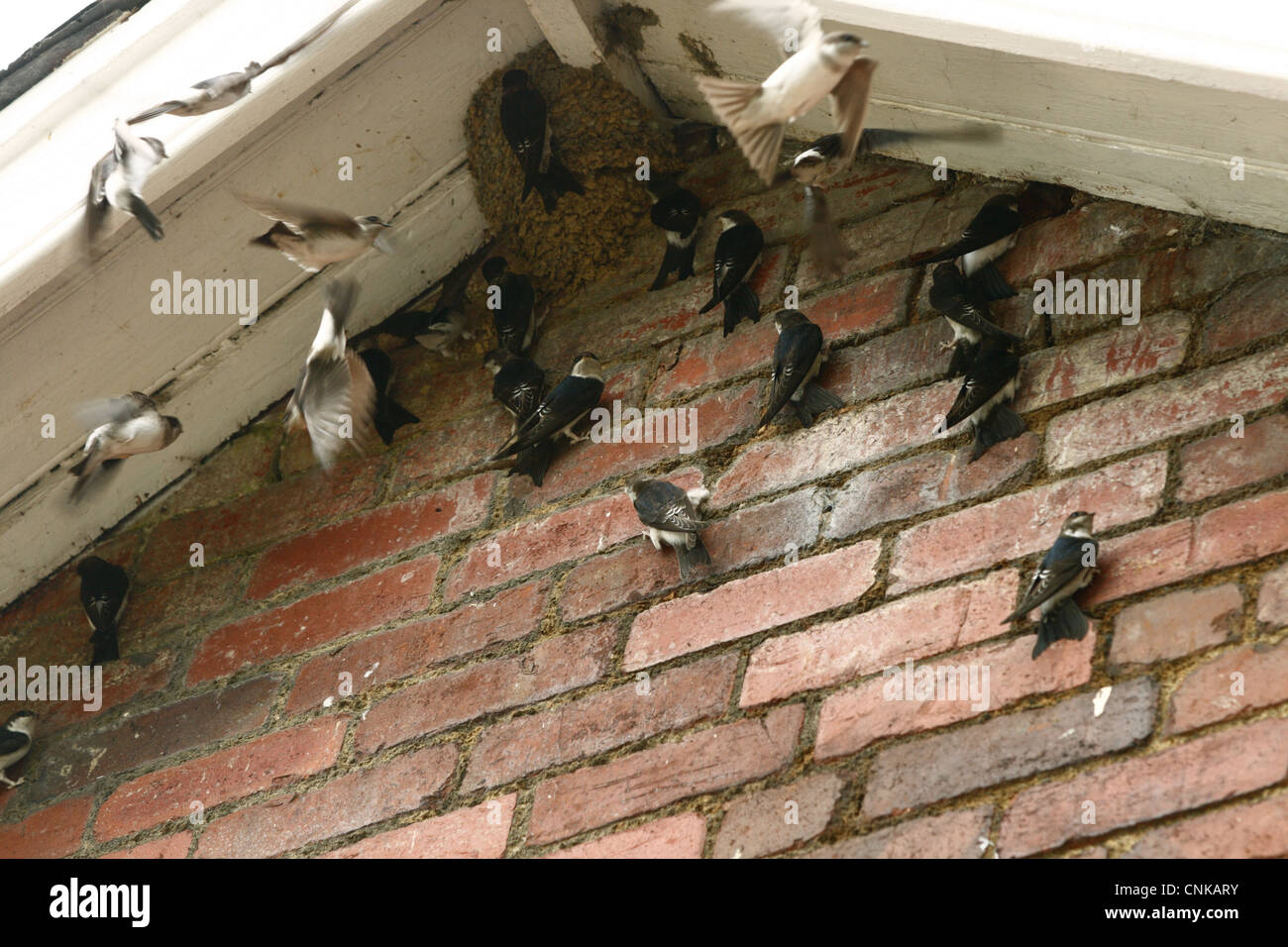 House Martin Delichon urbica juveniles group inspecting potential ...
