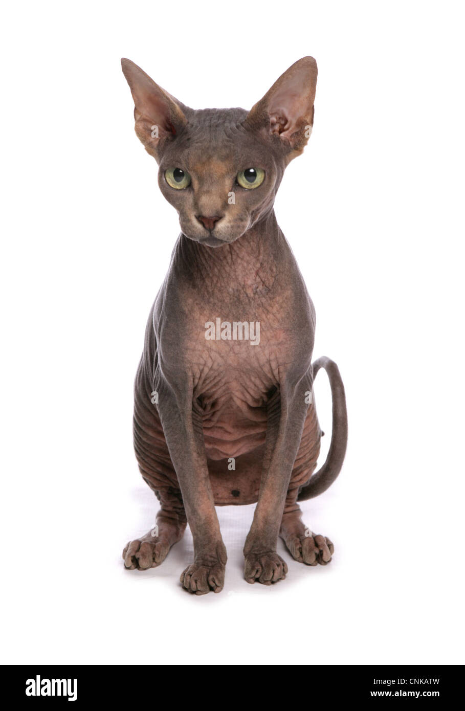 Female sphinxes hi-res stock photography and images - Alamy