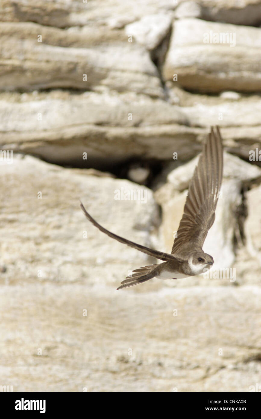 Sand Martin Riparia riparia adult flight leaving nesting burrow ...