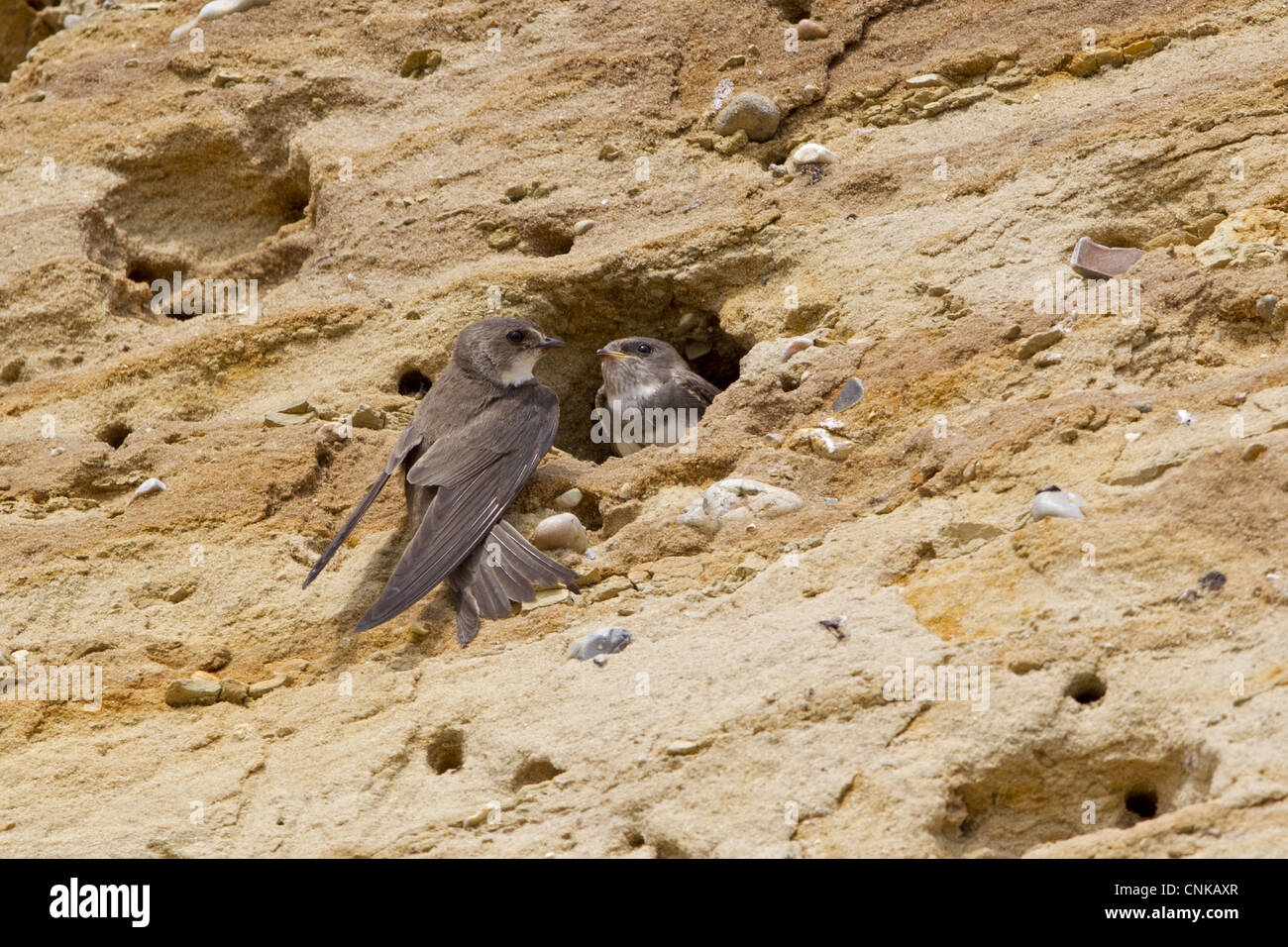 Sand martin martins nest nesting holes nests hi-res stock photography ...