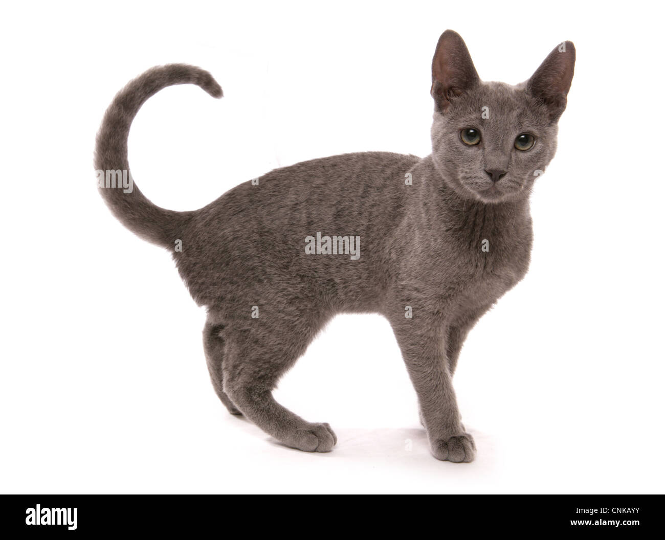 Domestic Cat, Russian Blue, kitten, sixteen-weeks old, standing Stock ...