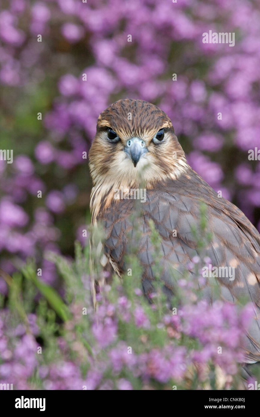 Merlin (Falco columbarius) immature, amongst flowering heather, captive ...