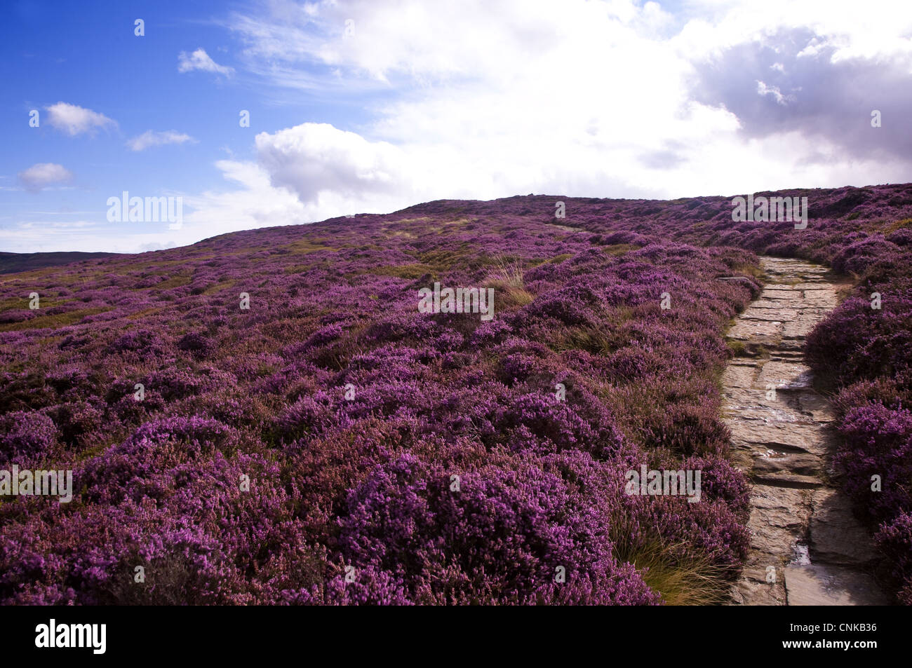 Heather on North York Moors Stock Photo - Alamy