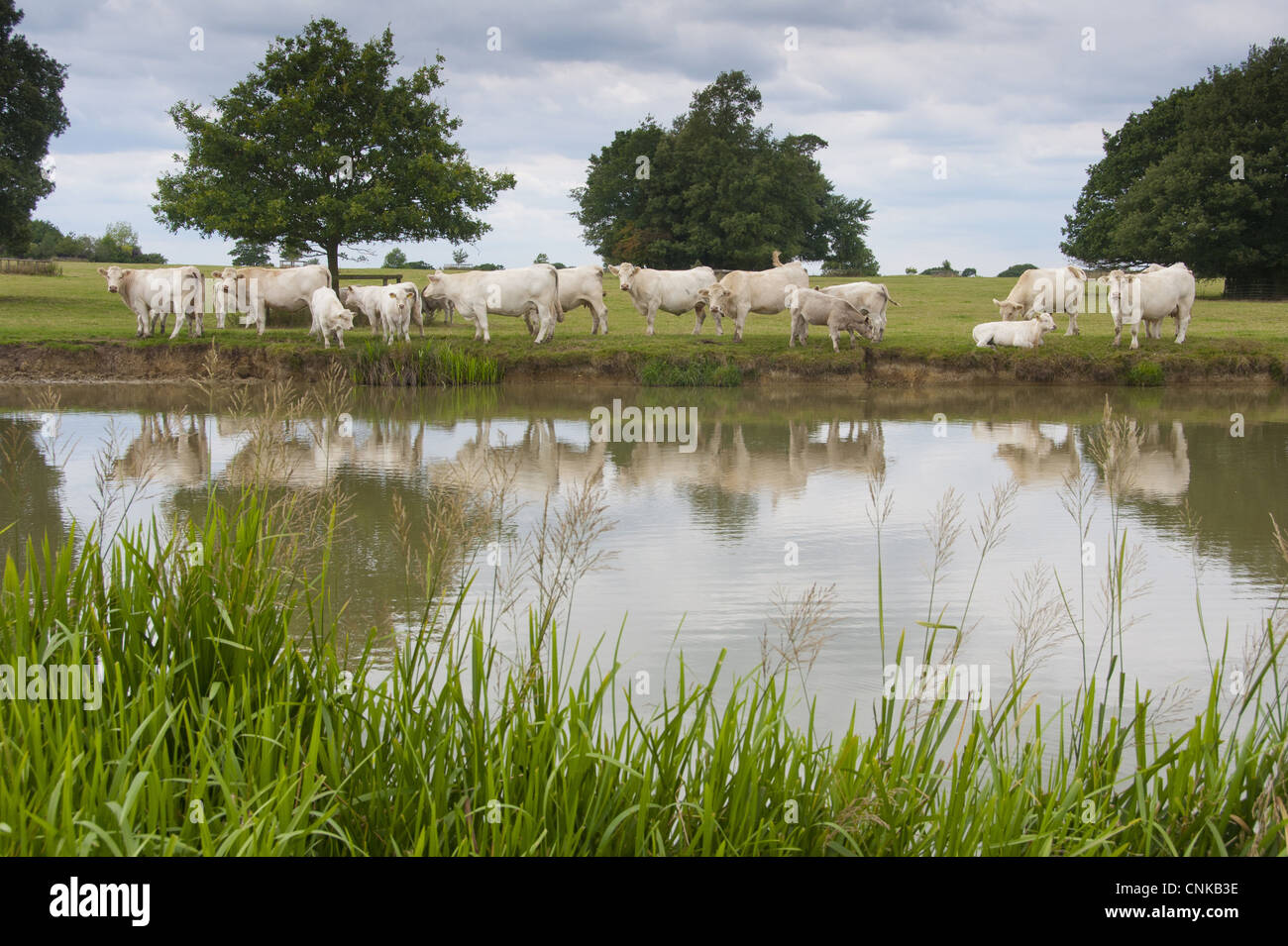 Domestic Cattle, Charolais cows and calves, herd standing at edge of ...