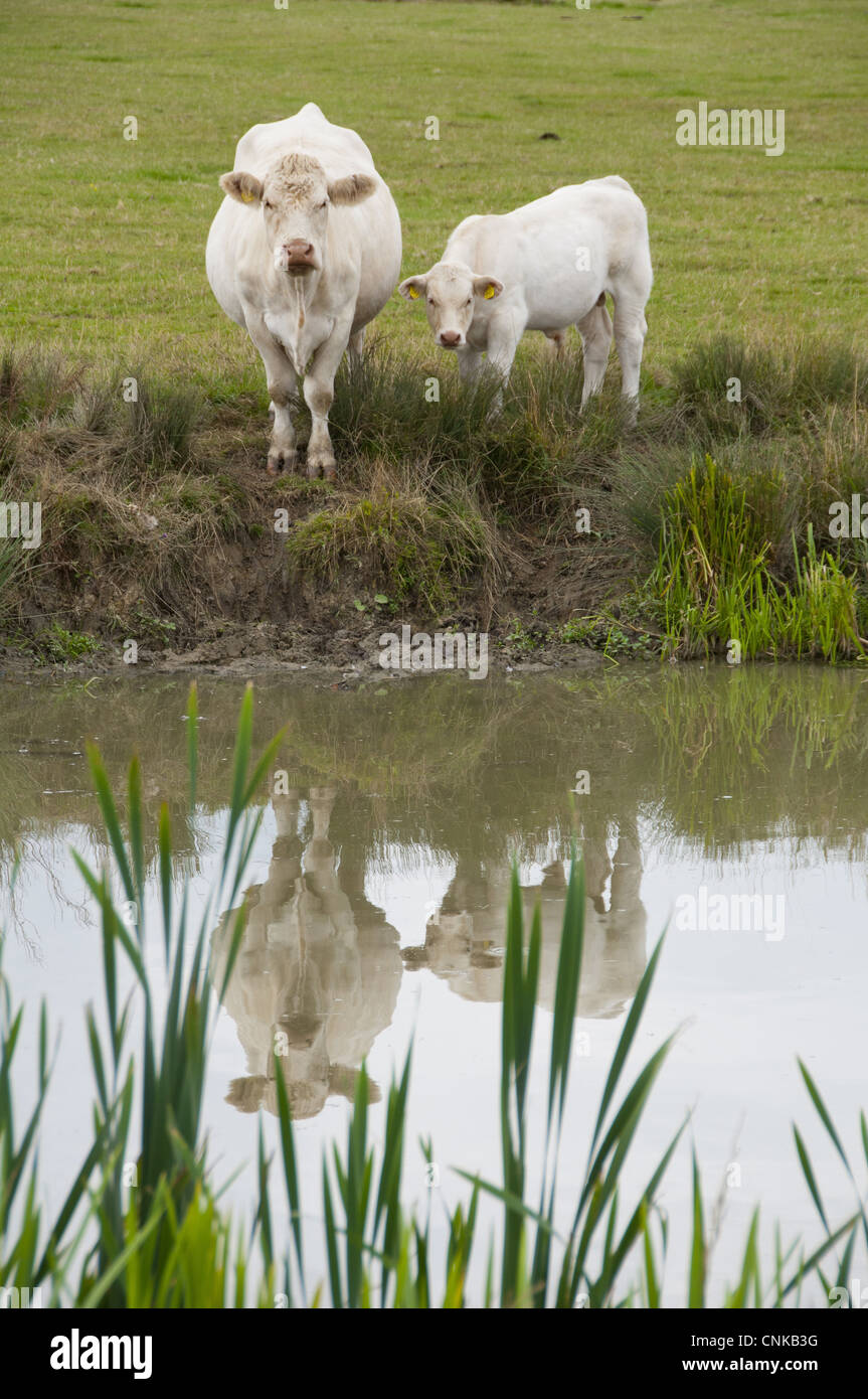 Poaching field cattle hi-res stock photography and images - Alamy