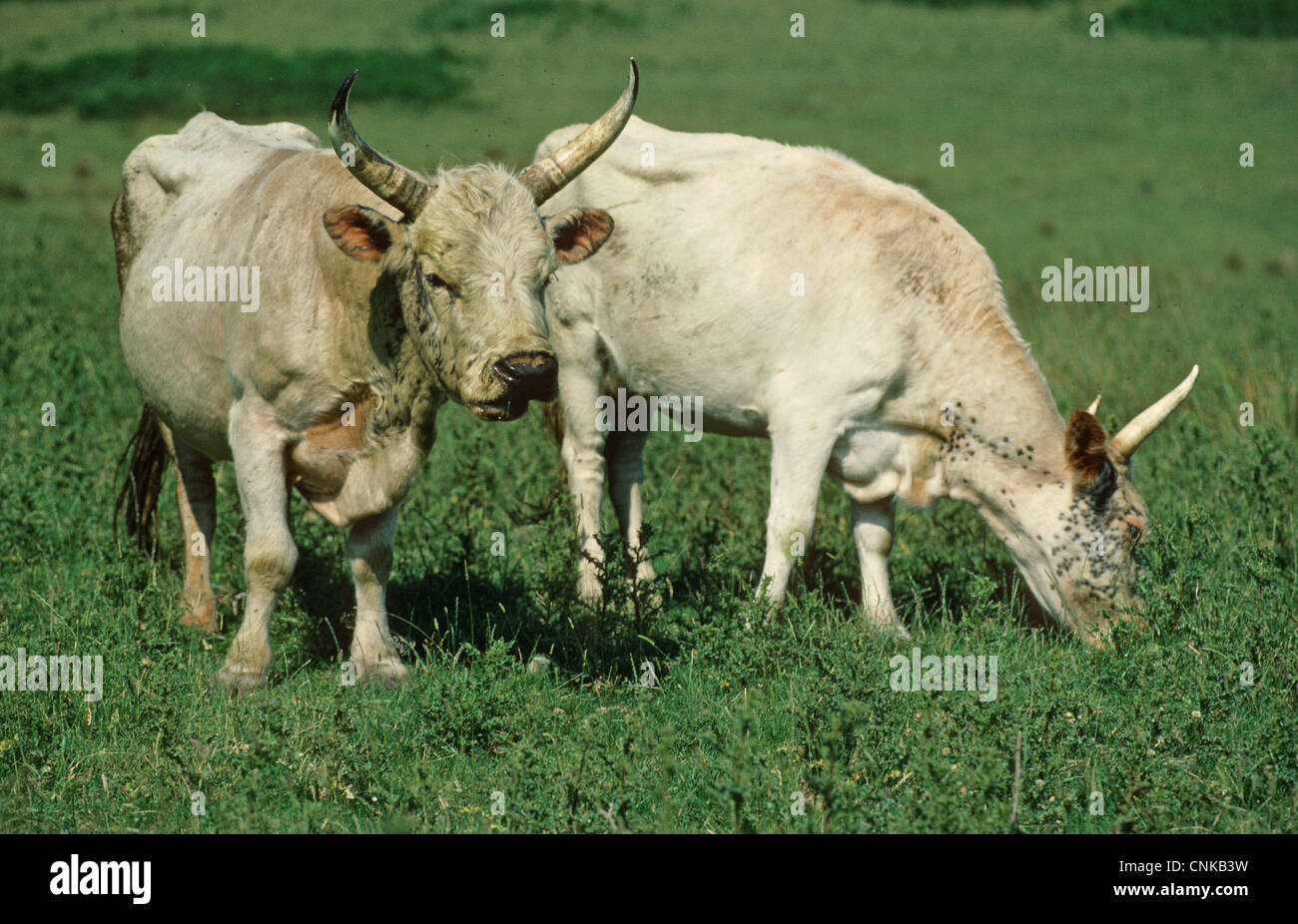 Domestic Cattle, Chillingham Cattle, bull and cow, grazing, Chillingham ...