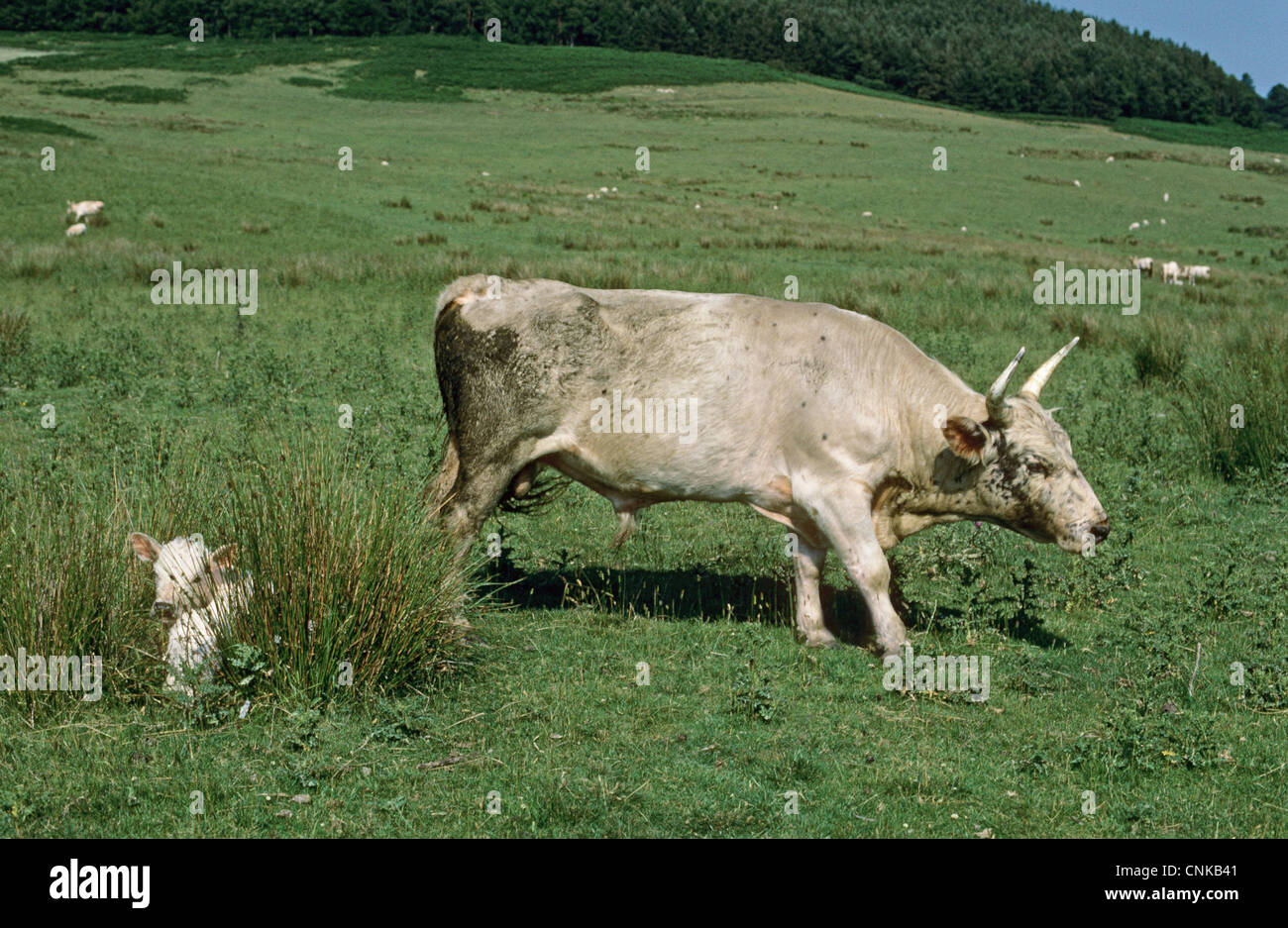 Domestic Cattle, Chillingham Cattle, bull, guarding calf resting in ...